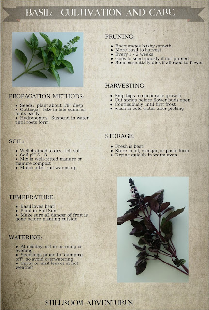 Basil: The Ultimate Guide
