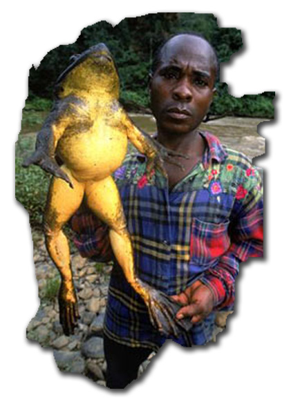 ANIMAZING wildlife: GOLIATH FROG : Katak Terbesar Di Dunia