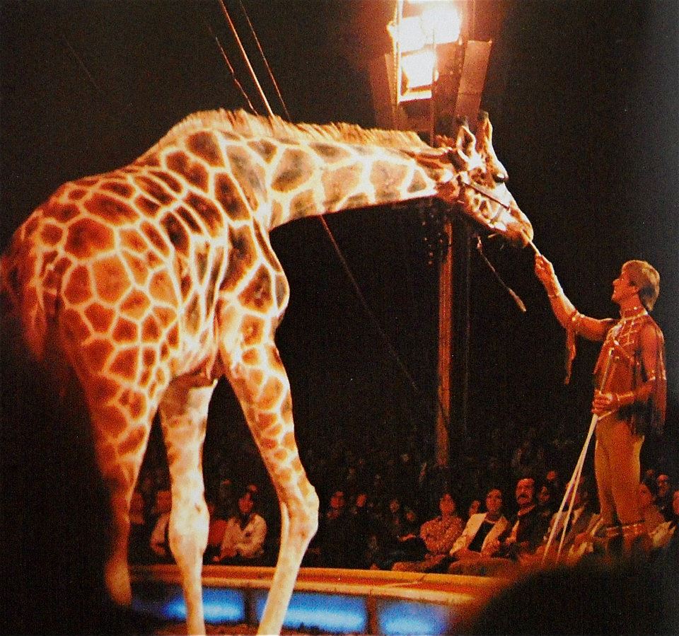 The Circus "NO SPIN ZONE": Circus Rhino's--Rolf Knie Jr.