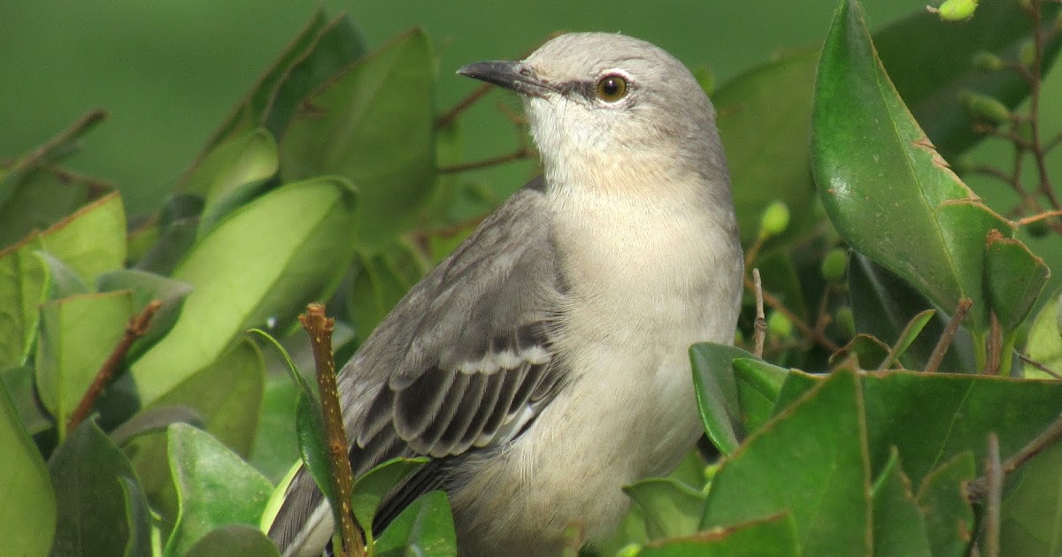 The Northern Mockingbird: An Ardent Songster