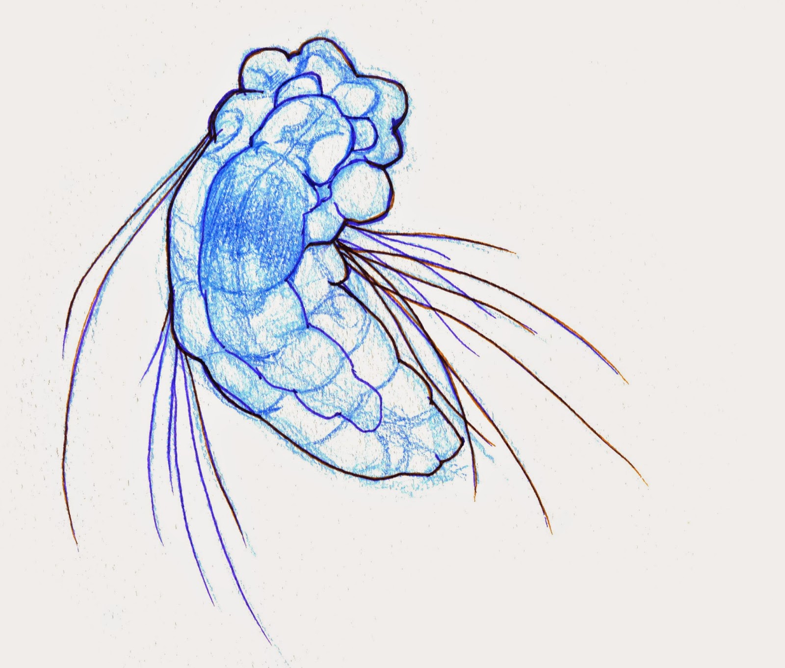 The Plankton Archives