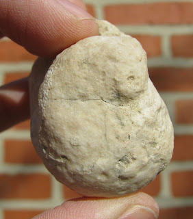 Views of the Mahantango: Diceras arietinum pelcypod from France