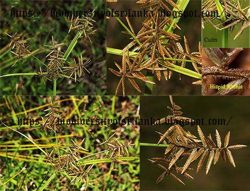 Biodiversity of Sri Lanka: Cyperus pilosus