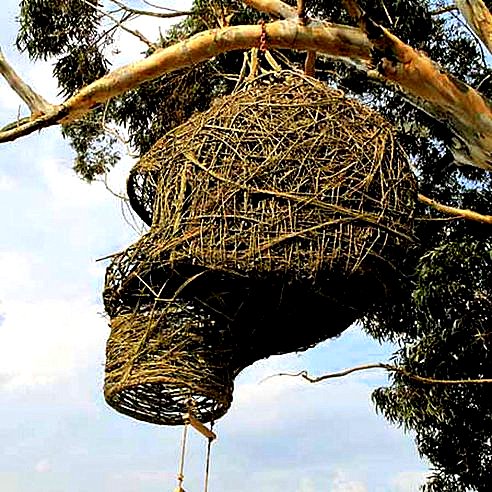 The Flying Tortoise: To Satisfy Your Nesting Instincts...