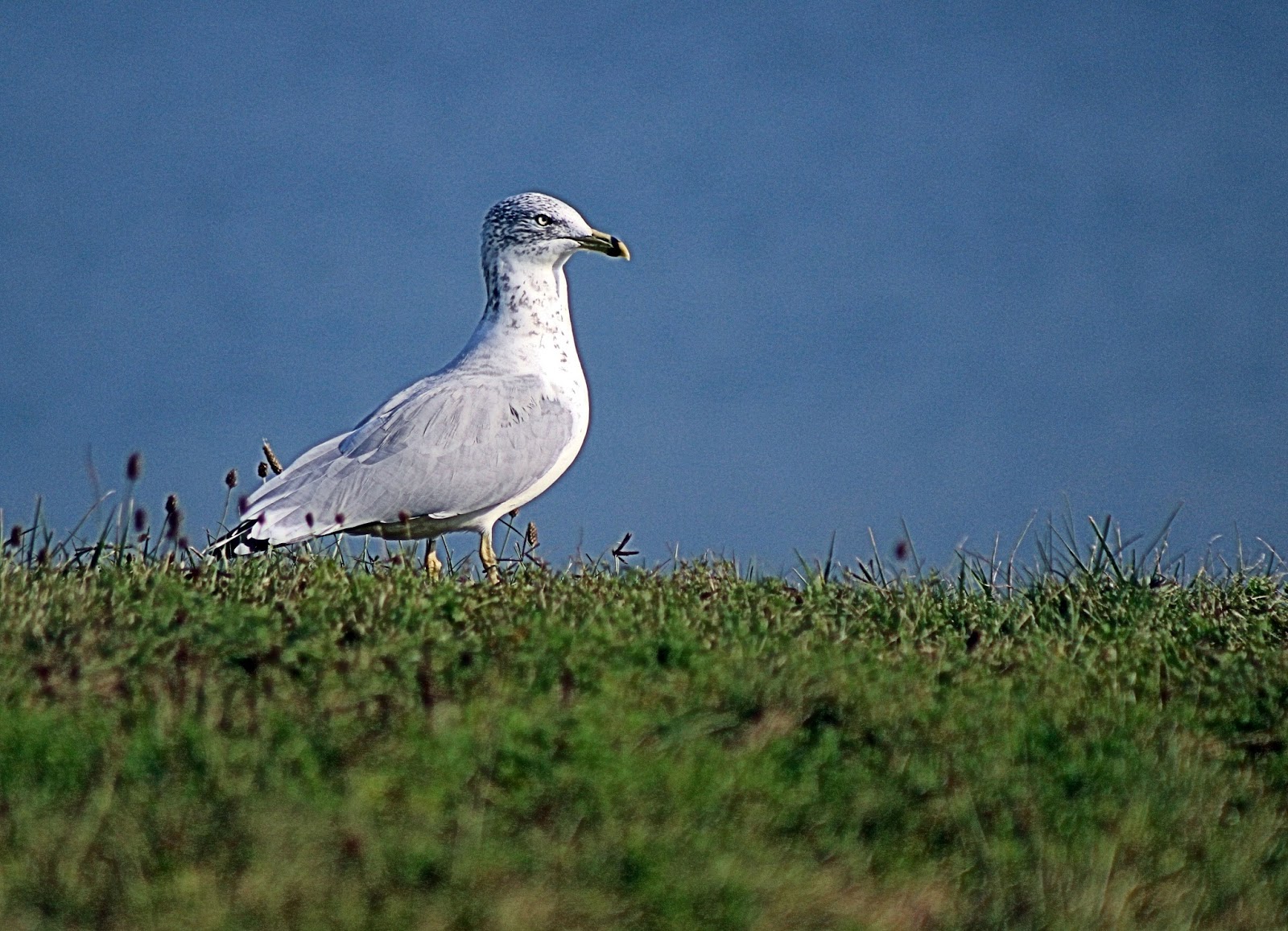 Seagull Eating His Lunch
