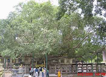 Intisari Ajaran Buddha: KITAB SUCI BUDDHIS, SIMBOL dan FESTIVAL