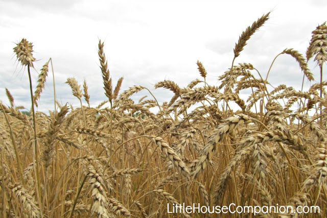 Wheat in the Little House Books - The Laura Ingalls Wilder Companion