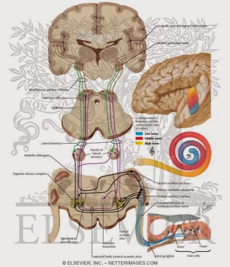 Audio-Vestibular Medicine: Auditory Pathway & Plasticity