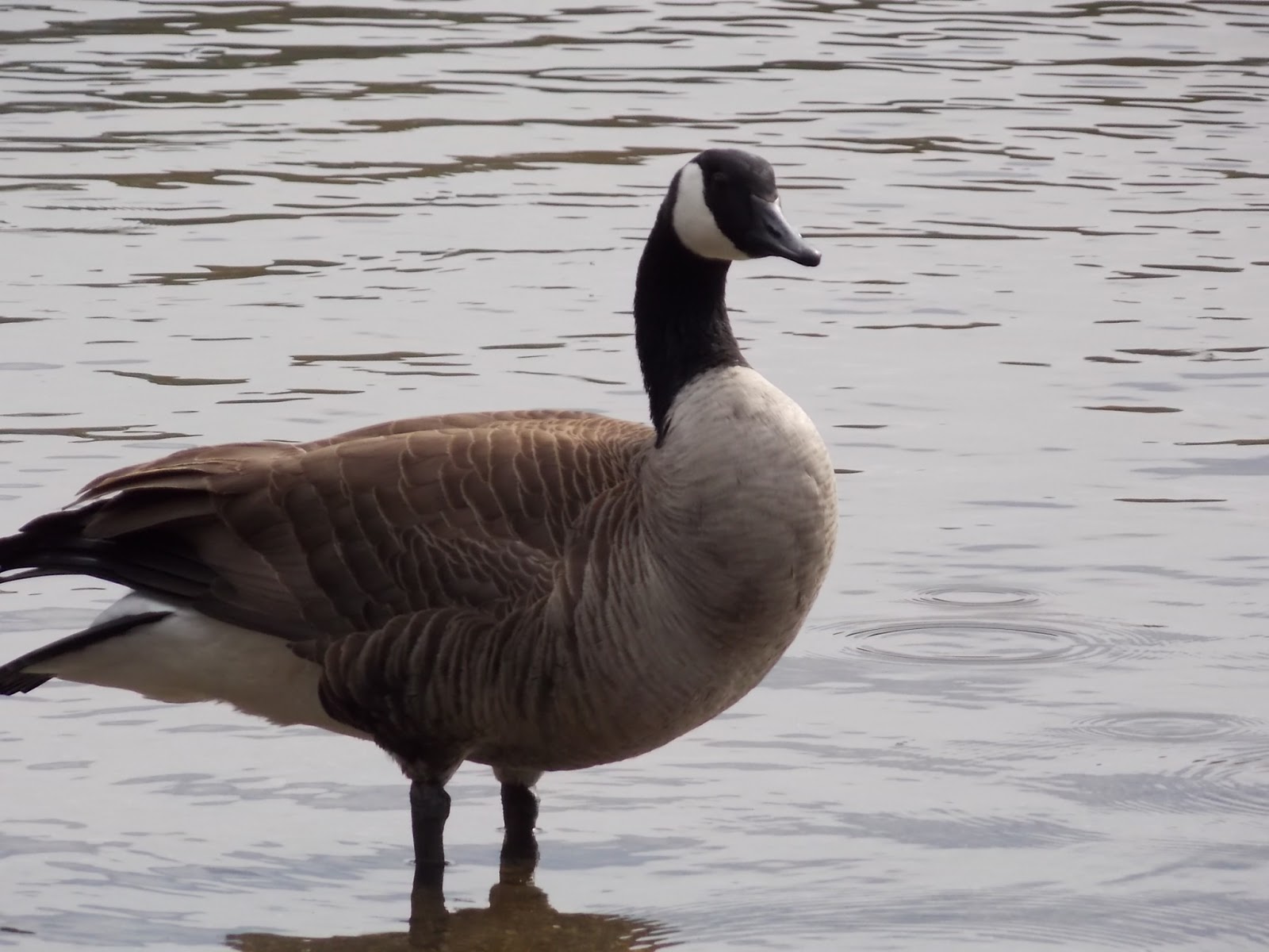 Living in Black Mountain, NC: The original Goose Neck