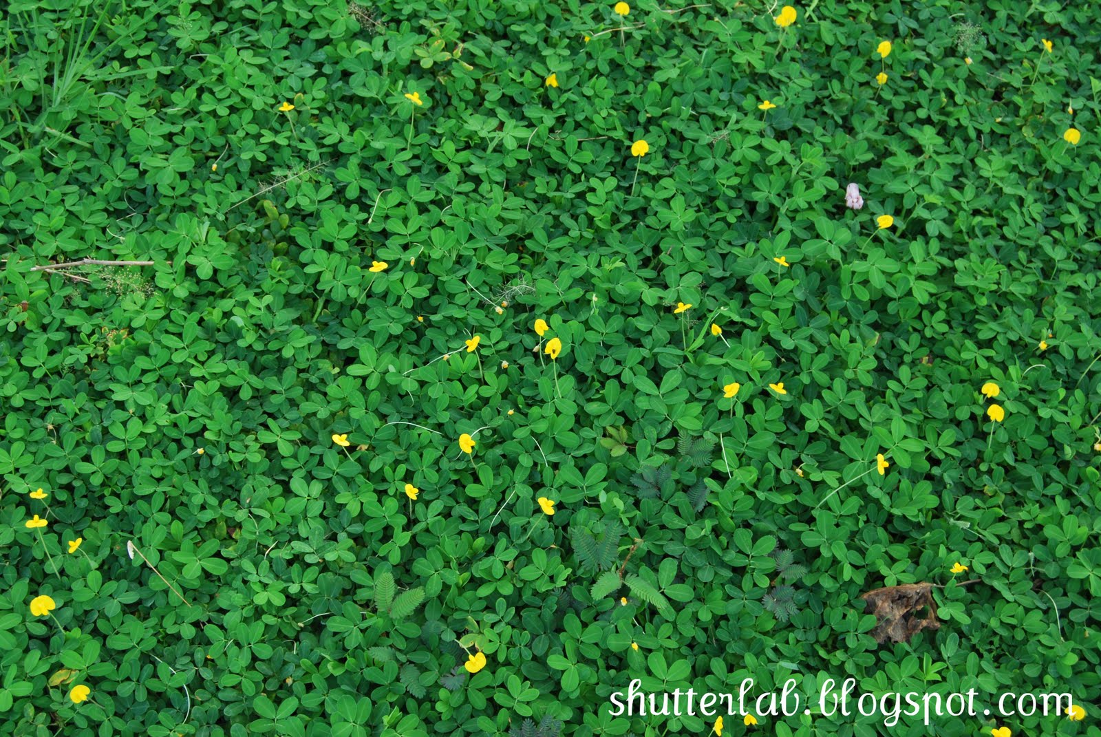friendship. love. photography: Greens and Yellows of the Peanut Vine