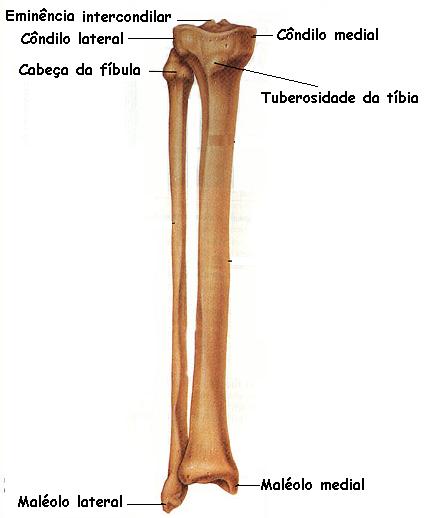 Anatomia Humana: Sistema esquelético MMII - Parte livre