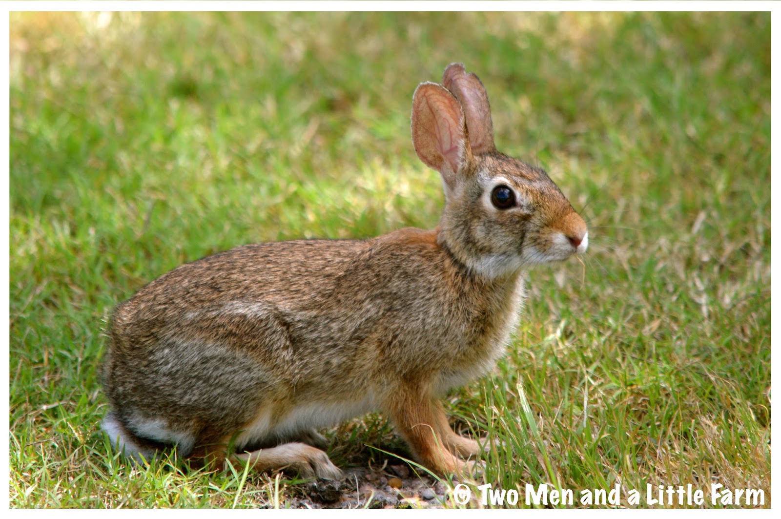 Two Men and a Little Farm: A RABBIT COMES TO VISIT