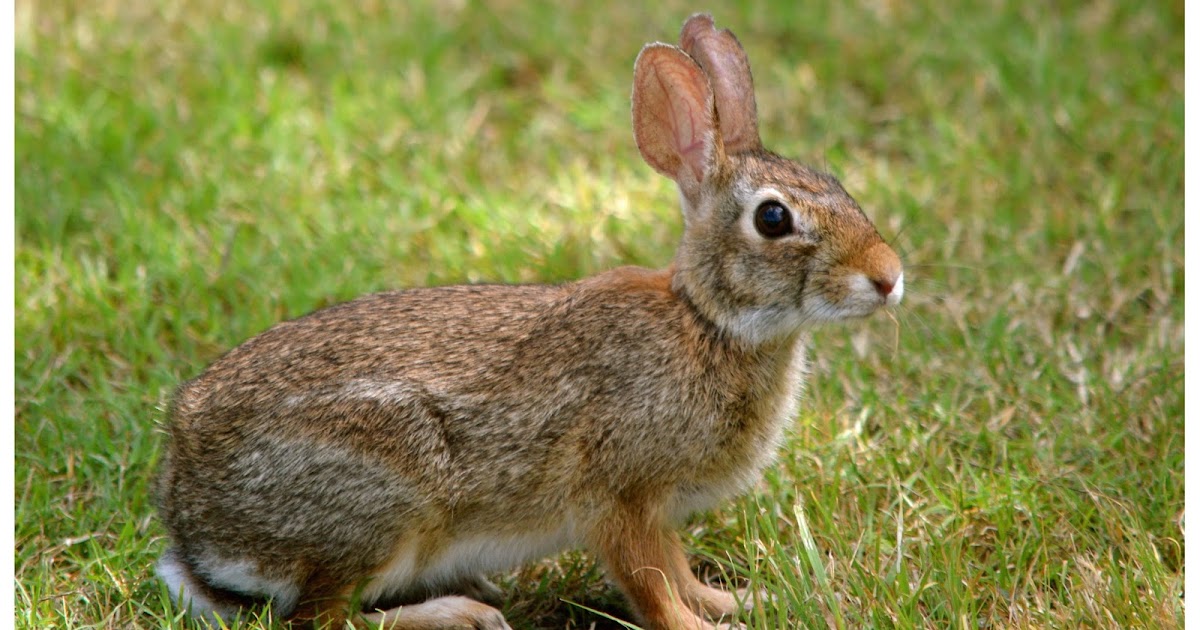 Two Men and a Little Farm: A RABBIT COMES TO VISIT