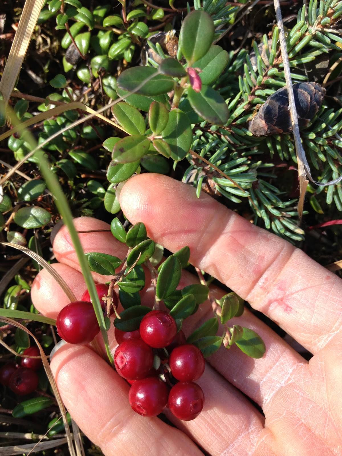 The Baked Alaska Project: Cranberry & Blueberry Bran Muffins