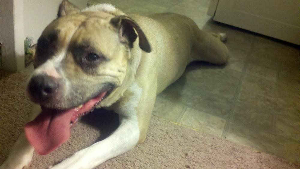 Pit Bull Frogs: Pit Bull Frog Photos