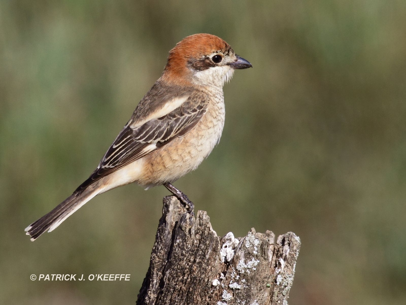 Raw Birds: WOODCHAT SHRIKE (Lanius senator) Dehesa de Abajo, Seville ...