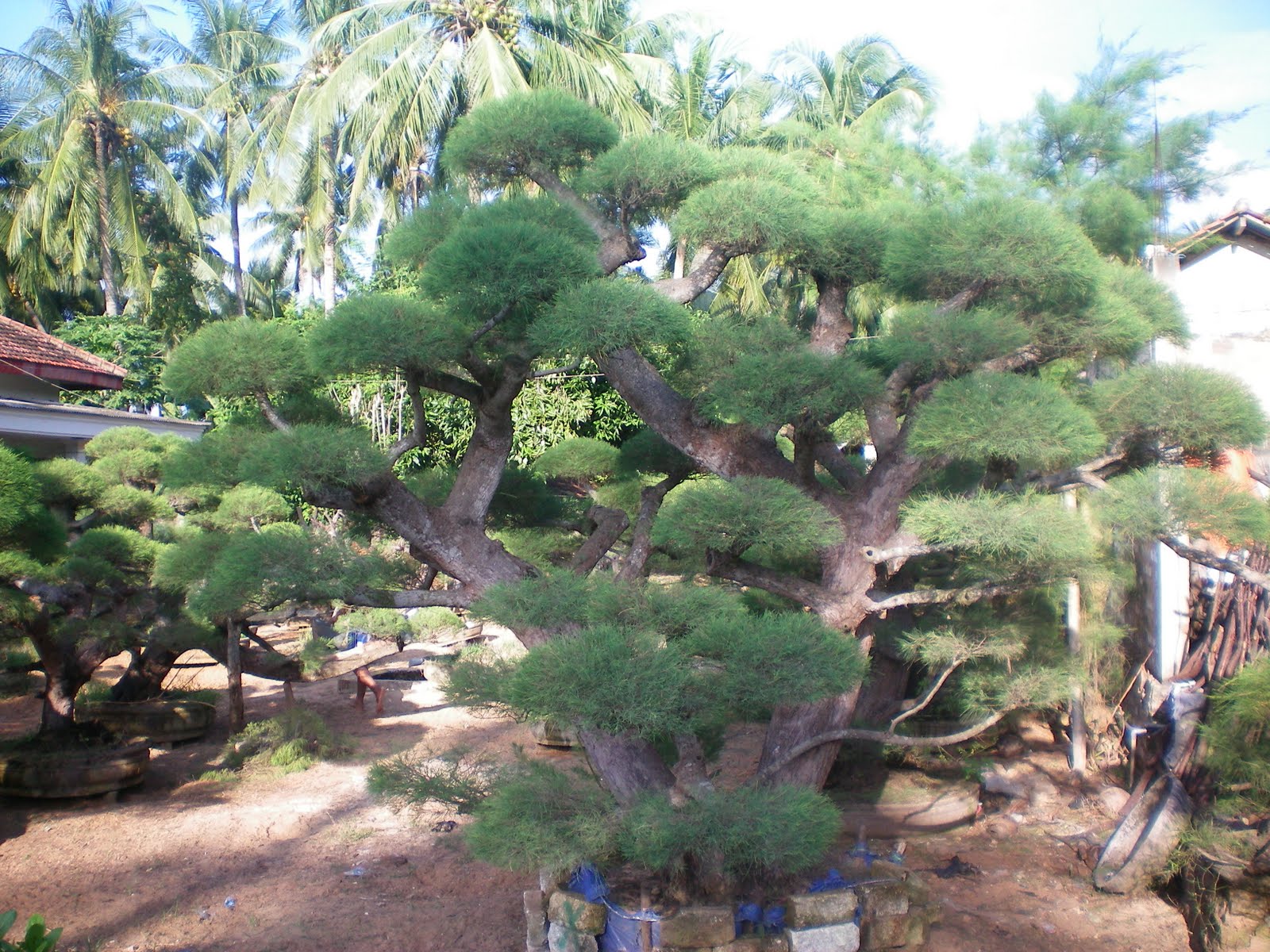 Jual Bonsai Cemara Udang Murah | Berbakat Taman Landscape The Best ...