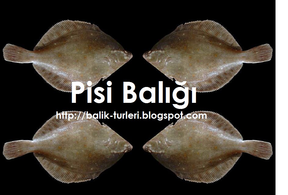 Balık Türleri, Balık Çeşitleri, Balıklar, Deniz: Pisi Balığı Hakkında ...
