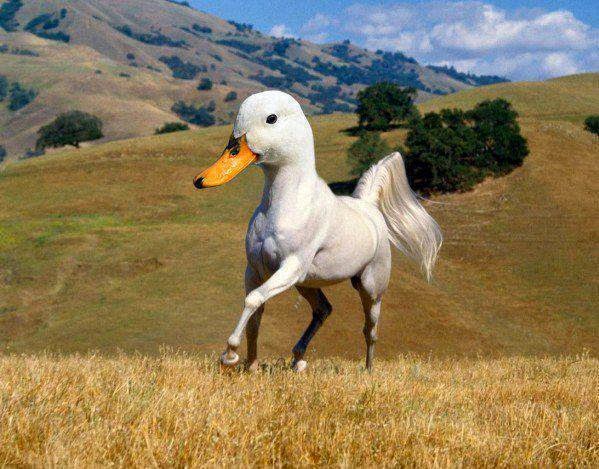 La verdad del mundo actual (Analisis): ASOLBROSO CABALLO MUTADO CON ...