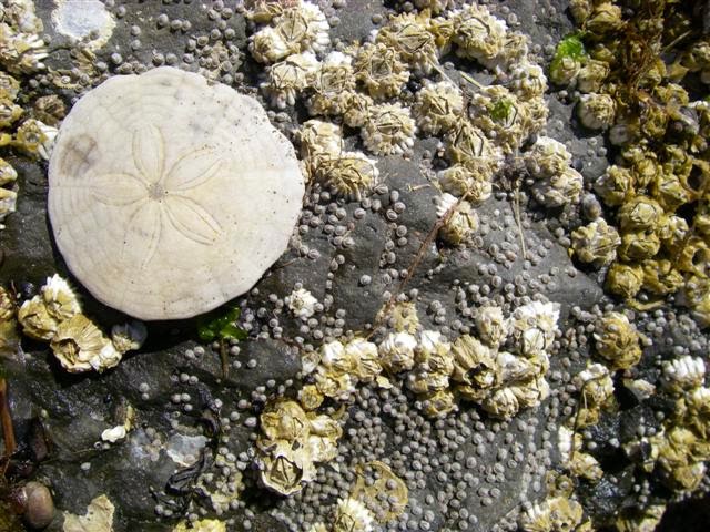 Bears at Hallo Bay: Sand Dollar Facts