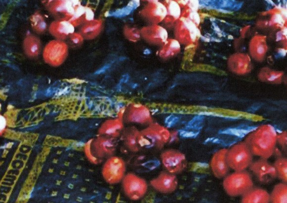 F u x i c a n d o F u x i c o: LICOR DE LOENGO