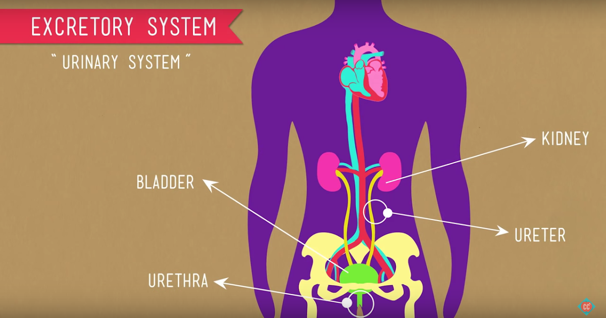 IGCSE Biology: 2.70 Describe the structure of the urinary system ...