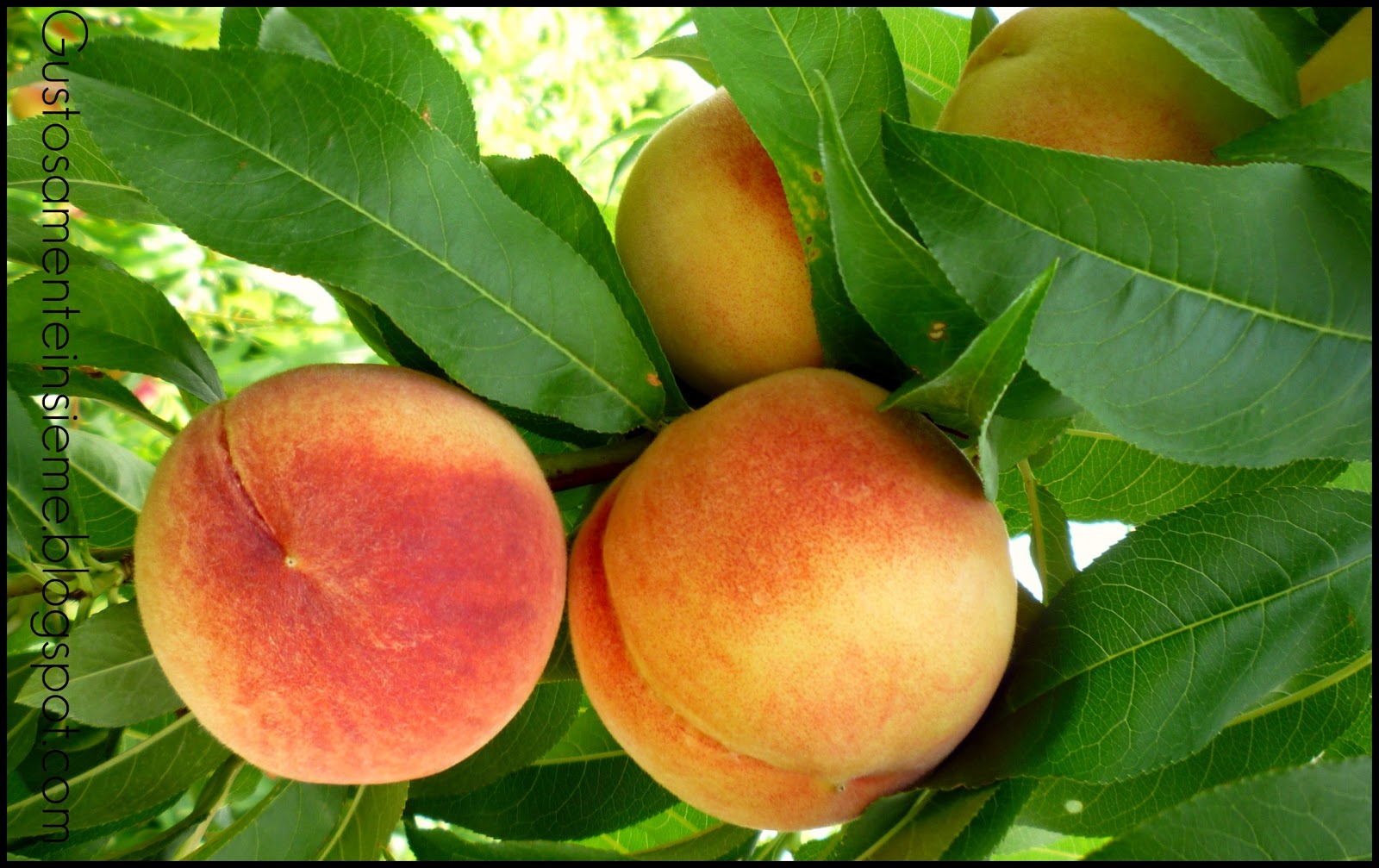 Gustosamente insieme: PROFUMO DI PESCHE....LE PESCHE AL FIOR D'ARANCIO