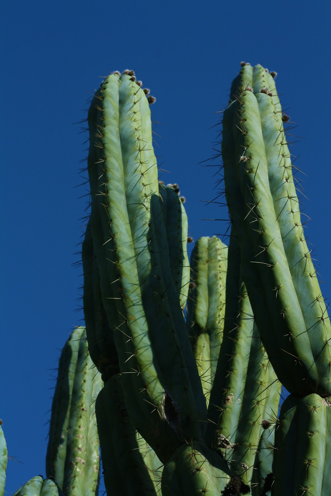 Mikaela Holman: Columnar Cacti