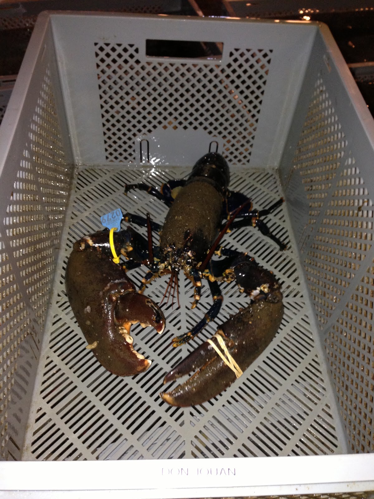 FishNfashion: Hummeroppdrett, beretninger fra en lærling.