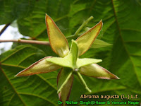 Medicinal Plants: Abroma augusta
