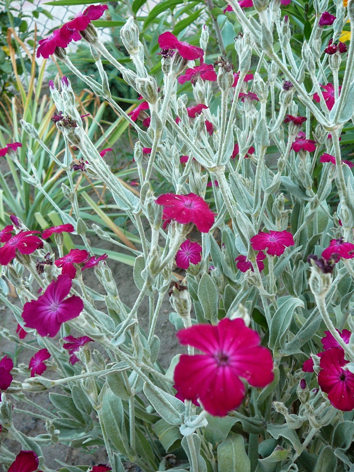 CERAMIKA I OGRÓD_ MAORYSKA: Rodzina firletki