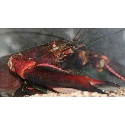 Cherax Sp Red Brick ~ Crayfish | Crawfis | Huna | Lobster Galery