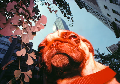 Night Photography blog by Andy Frazer