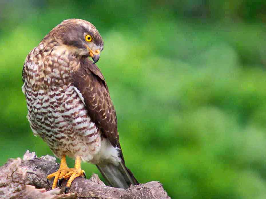 Ryukyu Life: Bird Image of the Week: The Grey-faced Buzzard Stare