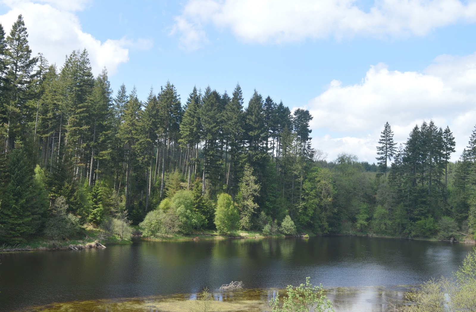 A First Time Visitors Guide to Kielder Water and Forest Park | New Girl ...
