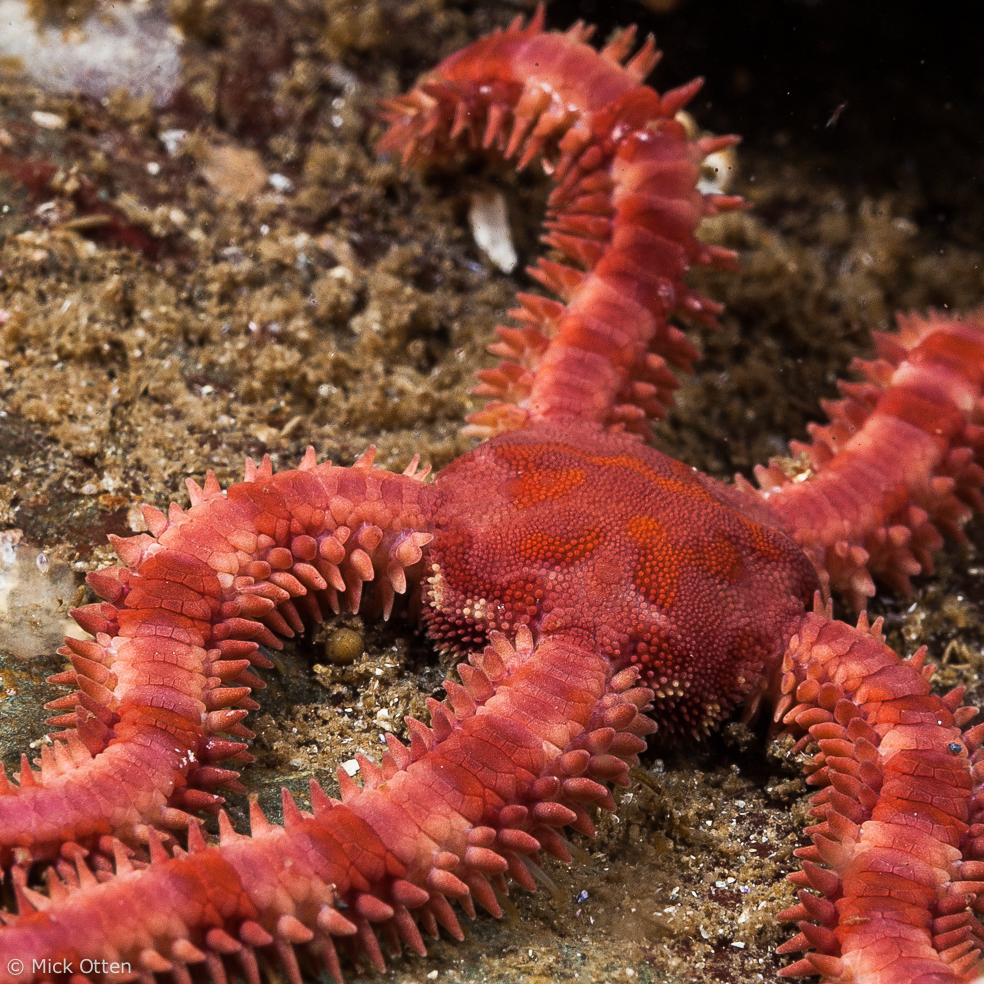 Mick's marine biology: January 2014