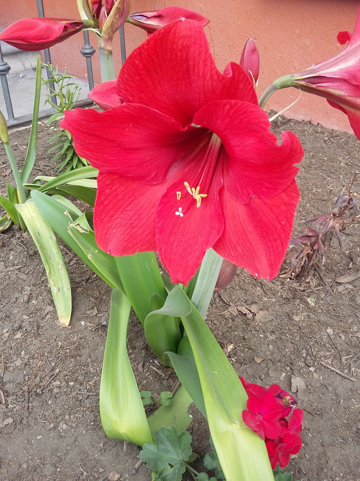 La Flor de Semana Santa: Lirio Dolores