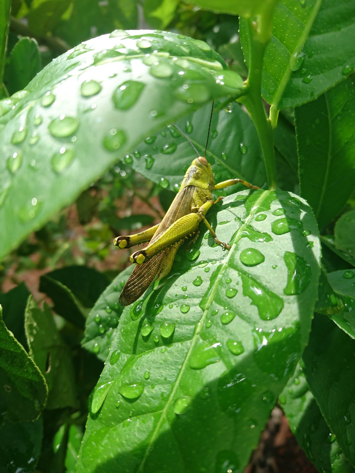 grasshopper drinking rain water up leaf lemon tree
