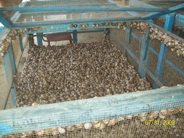 Ferme Kermilli Kavaje-Albania: Kultivimi i kermillit