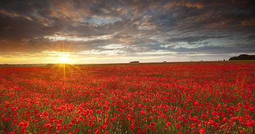 Rose Flowers: Beautifull Rosess in Valley