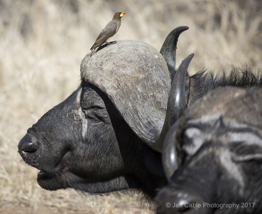 Jeff Cable's Blog: Our African Safari - Day Nine (African Buffalo, Ox ...