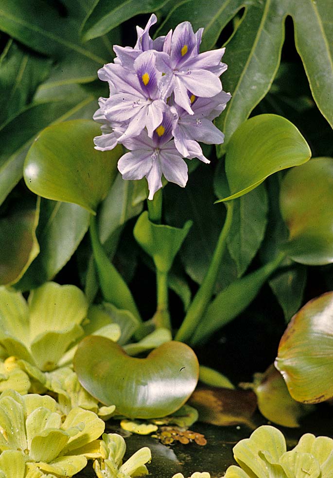 A Digital Botanic Garden: Water hyacinth, Eichhornia crassipes ...