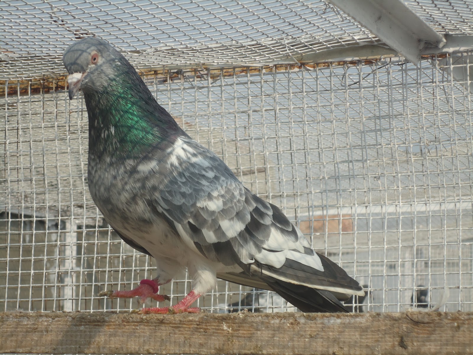 Pigeons | Kabootar Baaz | Pigeons Photos: Tiger high flying Pigeons