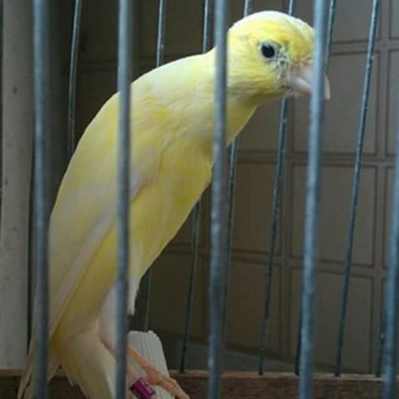 I nostri Scotch Fancy: L’esaltazione delle rotondità… lo Scotch Fancy