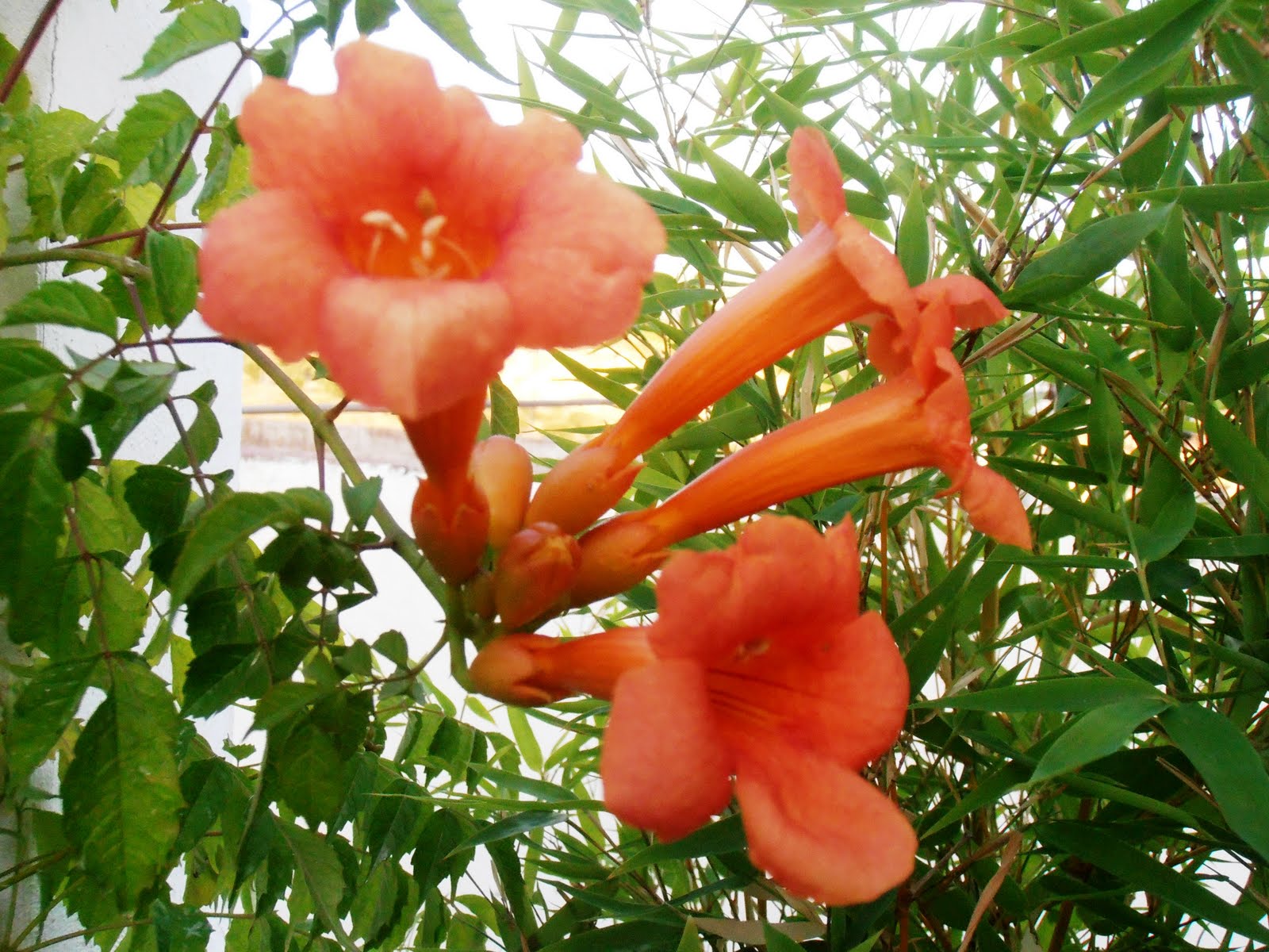 En macetas: Bignonia roja