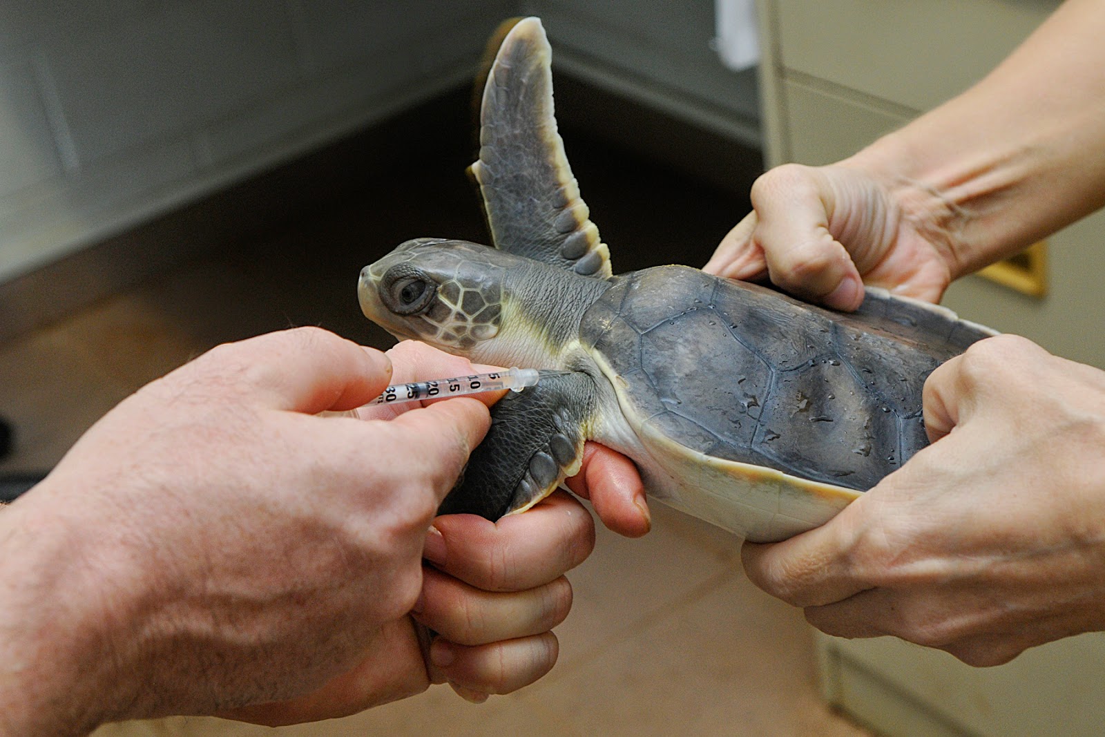 Small Animal Talk: Human vs animal patients