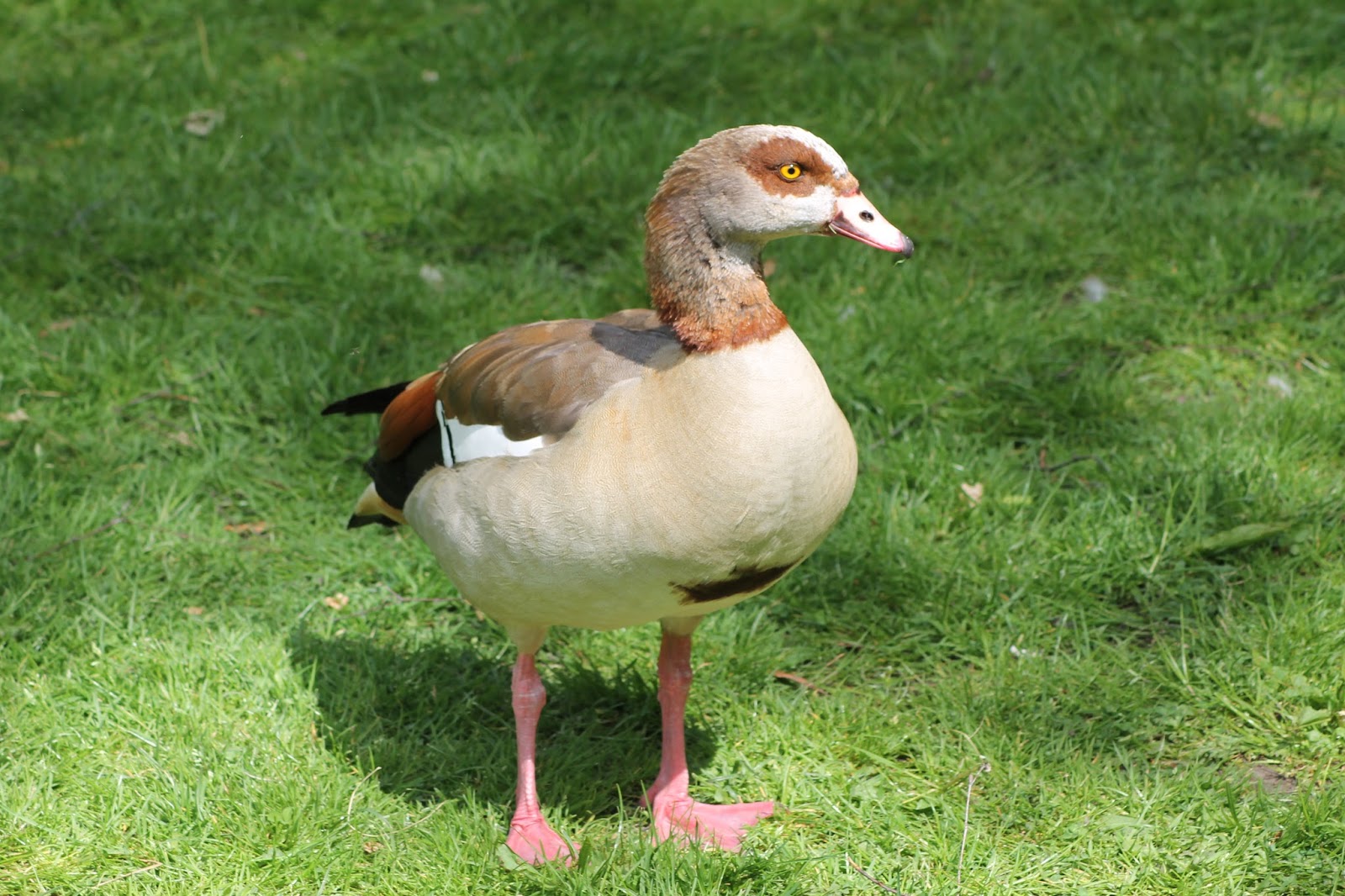 JibberJabberUK: Egyptian Goose