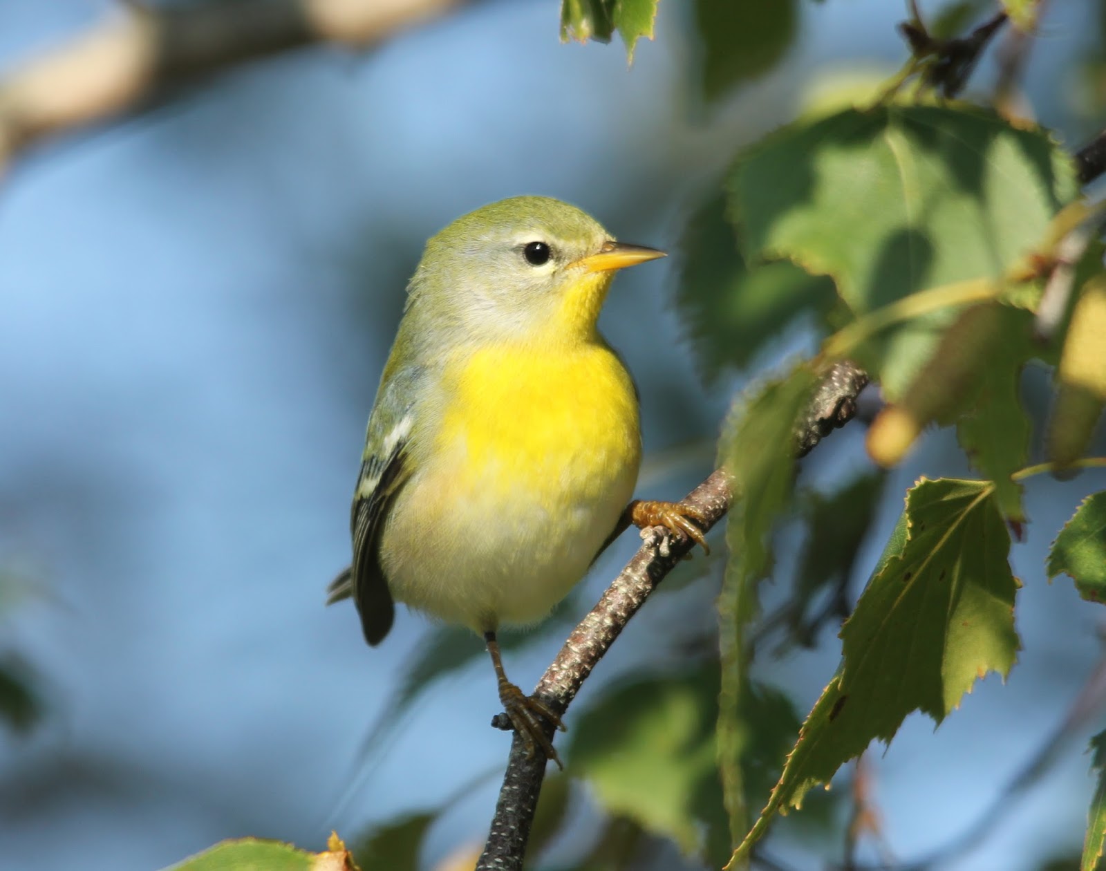 Here and There: Day 254- 10th September 2016 - Yellow Rumped Warbler ...