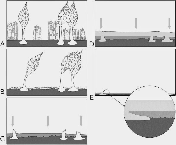 The Dragon's Tales: Is Australian Ediacaran NeoProterozoic Fossil Genus ...