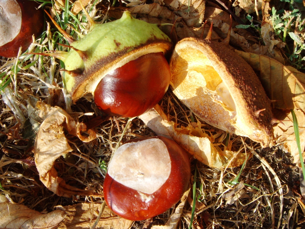 Wiener Spaziergänge: Poetischer Spaziergang durch den herbstlichen Augarten